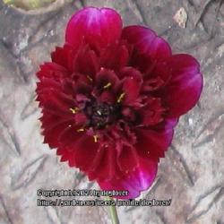 Dahlia 'Rock Star' in the Dahlias Database - Garden.org