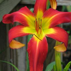 Daylily (Hemerocallis 'Red Ribbons') in the Daylilies Database - Garden.org