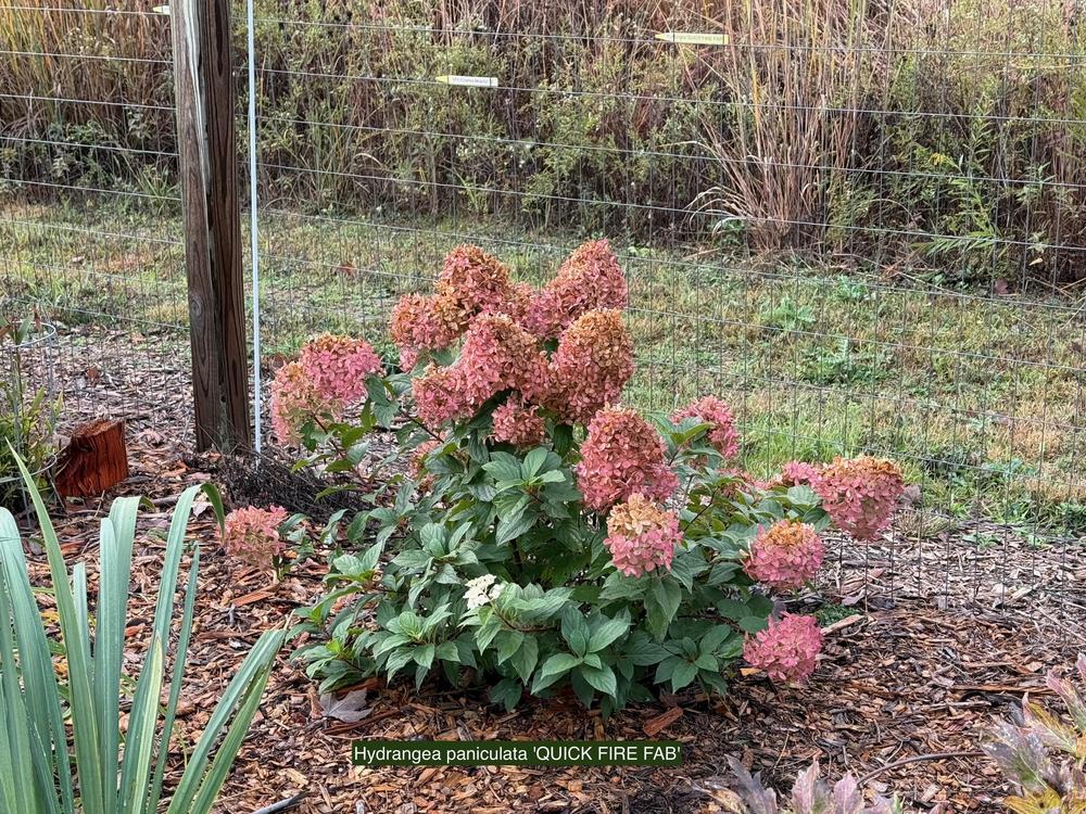 Photo of the fall color of Panicle Hydrangea (Hydrangea paniculata ...