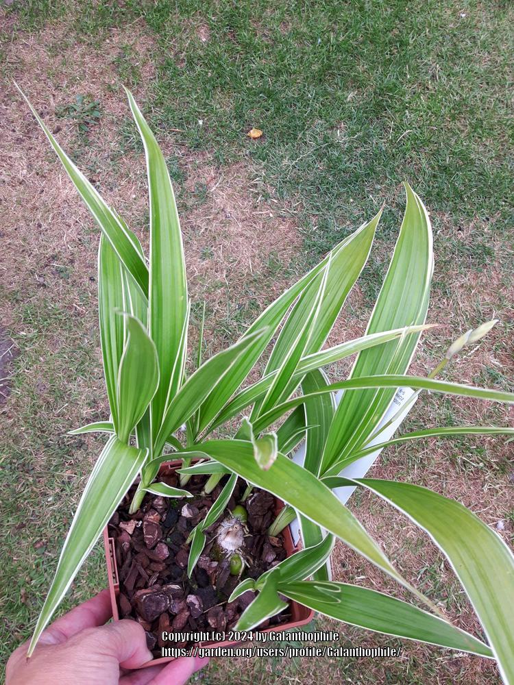 Photo of the leaves of Chinese Ground Orchid (Bletilla striata 'Alba ...