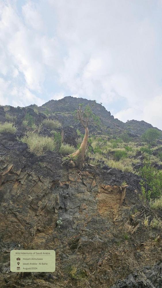 Wild Adeniums in the mountains in the Adeniums forum - Garden.org