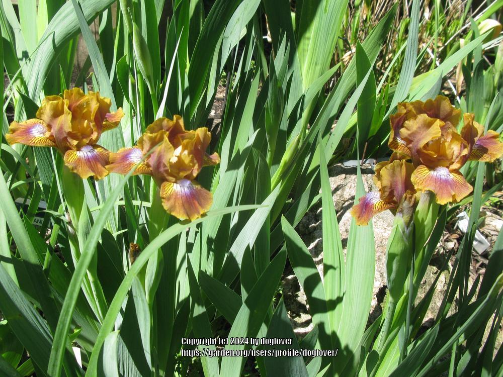 Photo of the bloom of Standard Dwarf Bearded Iris (Iris 'Kewlopolis') posted by doglover ...