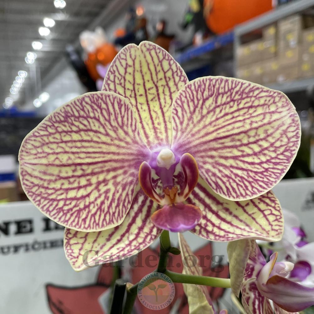 Photo of the bloom of Moth Orchid (Phalaenopsis KV Beauty '5701 ...