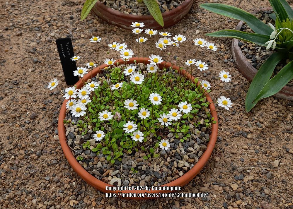 Miniature Daisy (Bellium minutum) - Garden.org