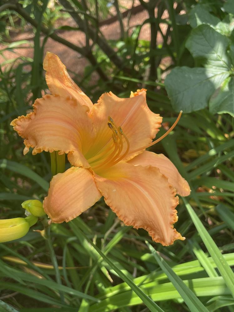 Photo of the bloom of Daylily (Hemerocallis 'New Tangerine Twist') posted by Zoia - Garden.org