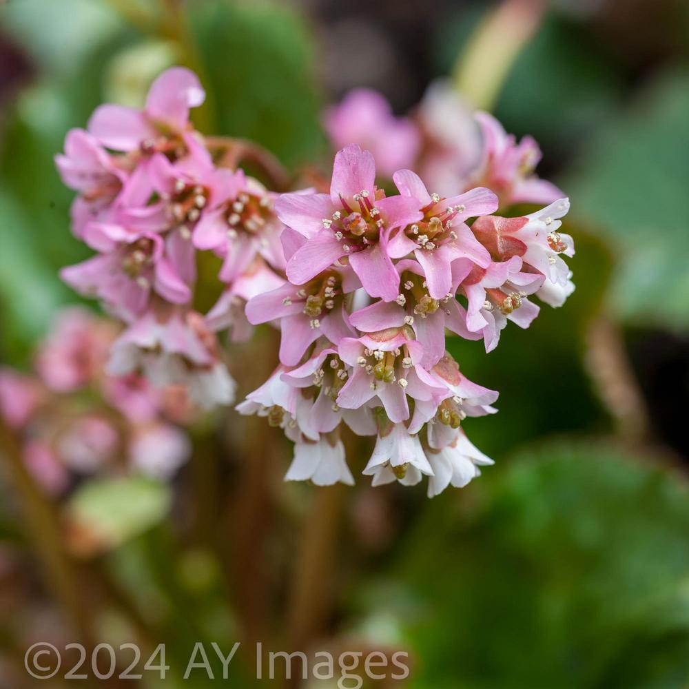 Bergenia (Bergenia stracheyi) - Garden.org