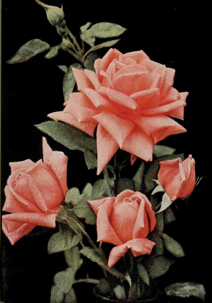 Rose (Rosa 'Lyon Rose') in the Roses Database - Garden.org