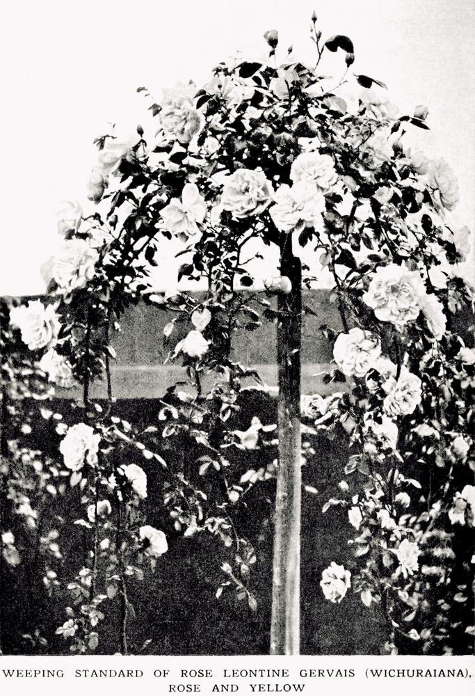 Photo of the documentation of Rose (Rosa 'Leontine Gervais') posted by ...