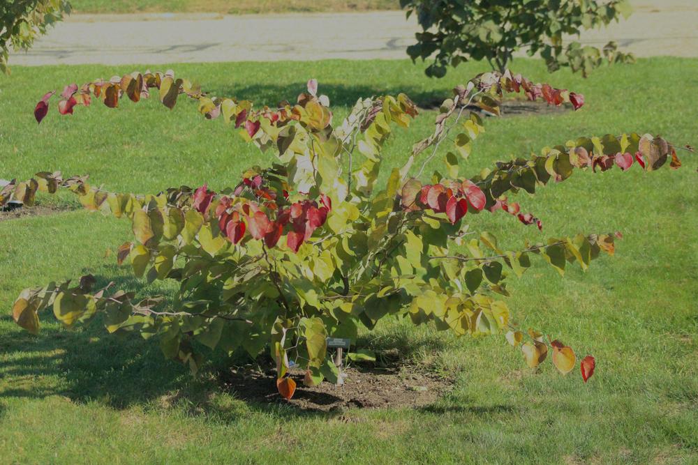 Photo of the entire plant of Eastern Redbud (Cercis canadensis Flame ...