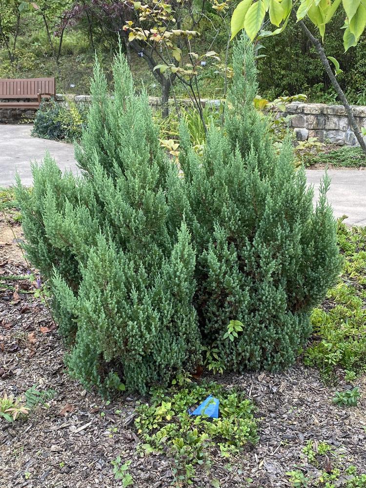 Chinese Juniper (Juniperus chinensis 'Pyramidalis') - Garden.org