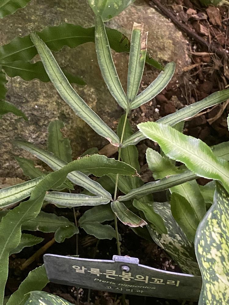 Photo of the leaves of Bird's Foot Fern (Pteris parkeri) posted by SL ...