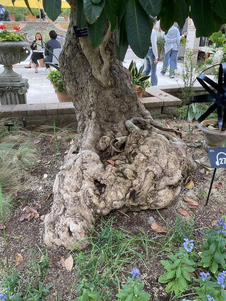 Photo of the stem, scape, stalk or bark of Java Plum (Syzygium cumini ...