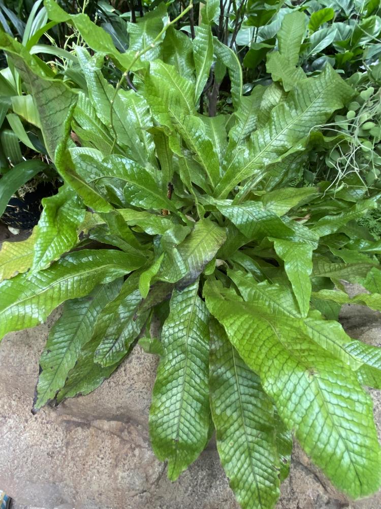 Photo of the entire plant of Crocodile Fern (Microsorum musifolium ...