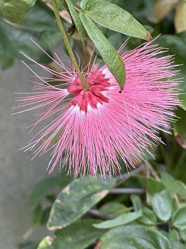 Photo of the bloom of Pink Powderpuff (Calliandra tergemina var ...
