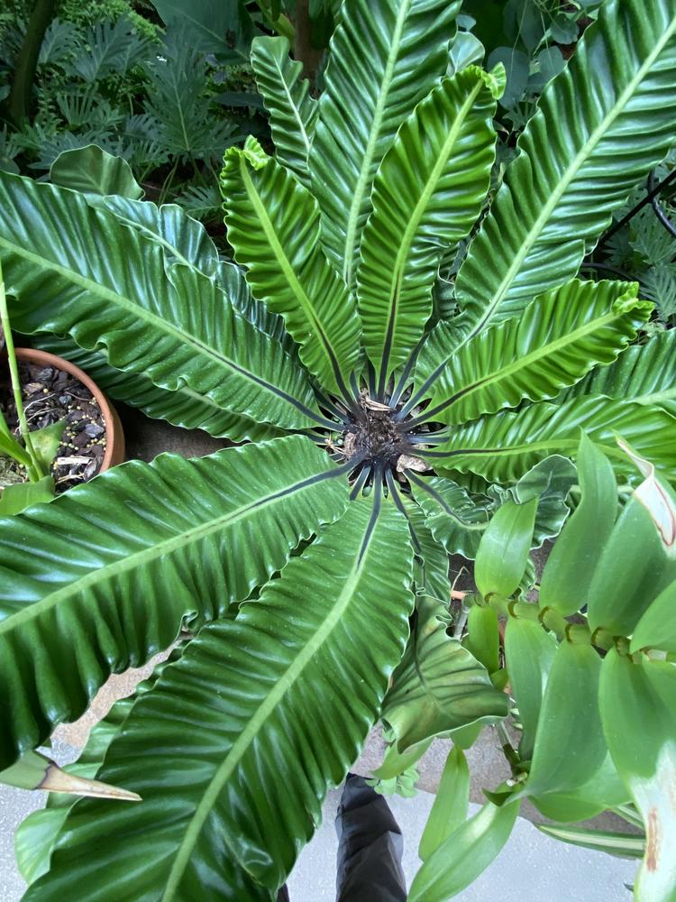 Photo of the entire plant of Asplenium nidus 'Cobra' posted by SL ...
