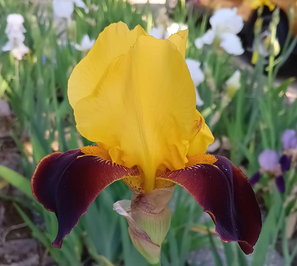 Tall Bearded Iris (Iris 'Fire Chief') in the Irises Database - Garden.org