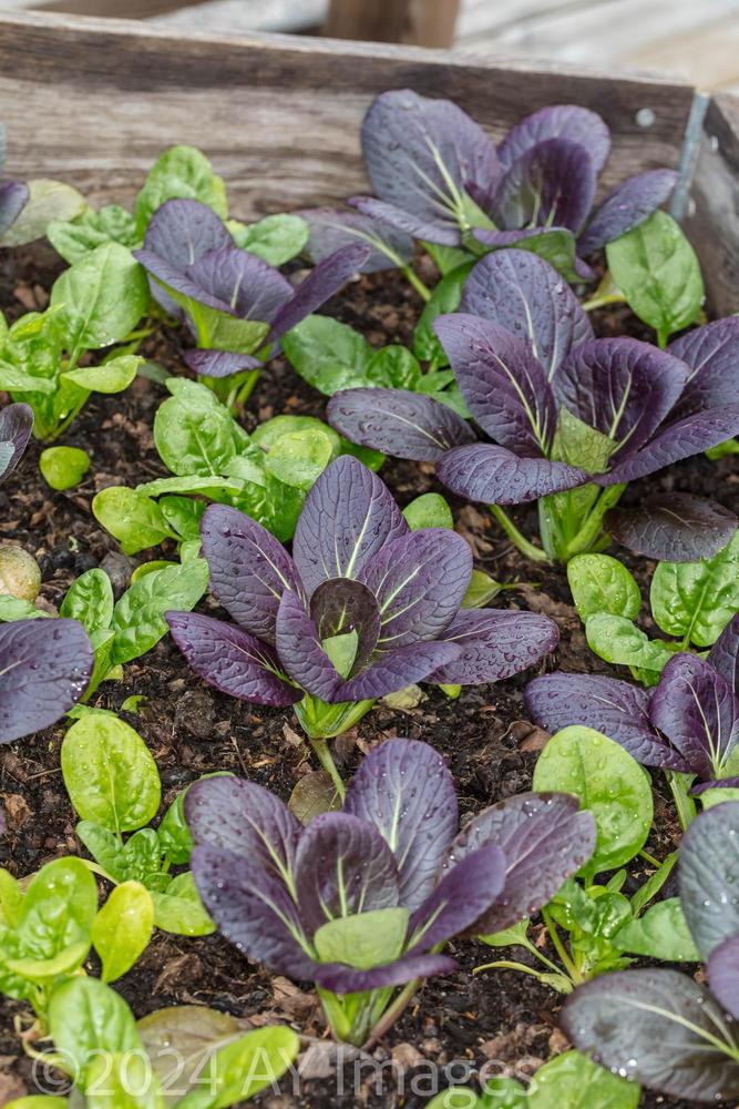 Photo of the entire plant of Bok Choy (Brassica rapa subsp. chinensis ...