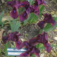 Photo of the bloom of Standard Dwarf Bearded Iris (Iris 'Cherry Garden') posted by doglover ...