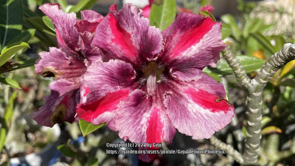 Photo of the bloom of Desert Rose (Adenium obesum 'Tavee Sap') posted ...