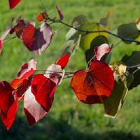 Photo of the leaves of Eastern Redbud (Cercis canadensis Flame Thrower ...