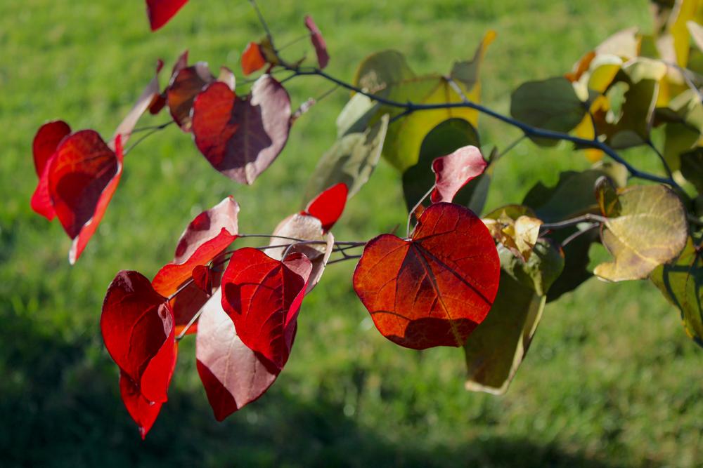 Photo of the leaves of Eastern Redbud (Cercis canadensis Flame Thrower ...