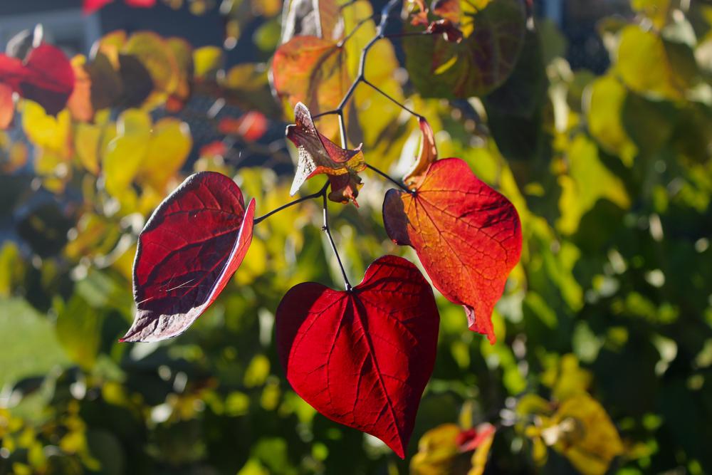Photo of the leaves of Eastern Redbud (Cercis canadensis Flame Thrower ...