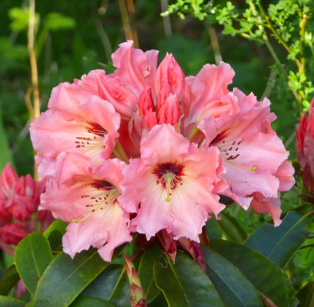 Photo of the bloom of Rhododendron 'Tahitian Dawn' posted by KGFerg ...