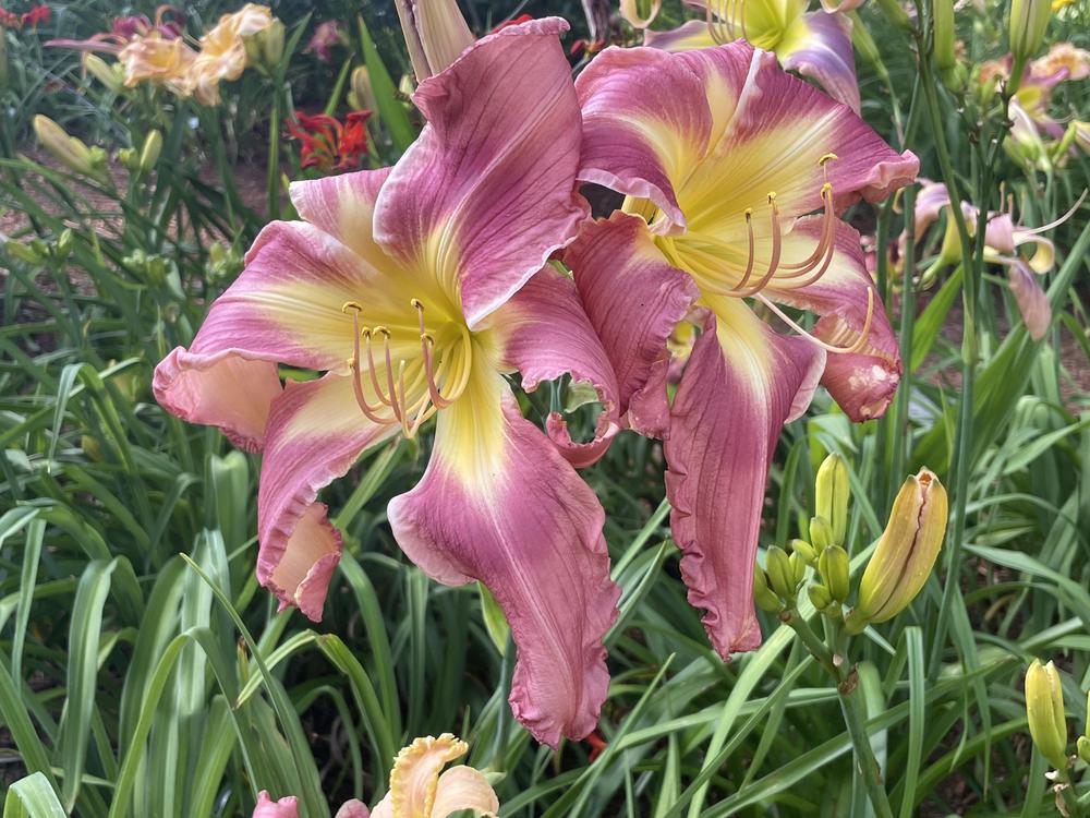 Photo of the bloom of Daylily (Hemerocallis 'Papa Goose') posted by ...