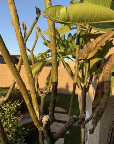 Help! Plumeria Health Advice in the Plumeria forum - Garden.org