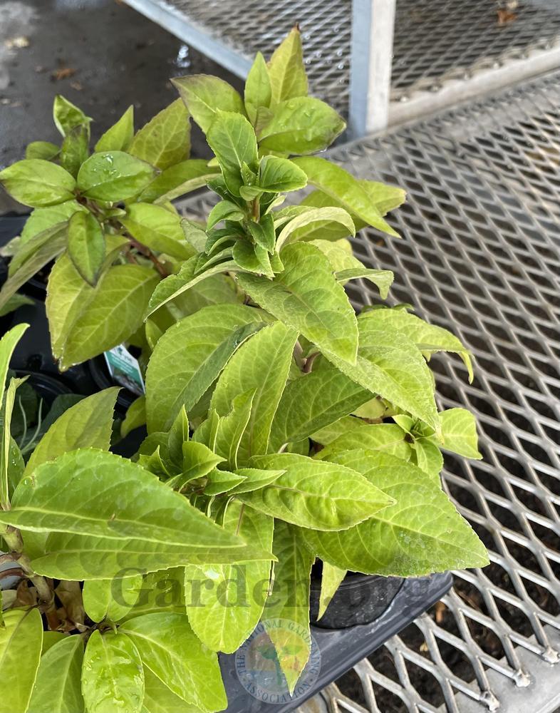 Bigleaf Hydrangea (Hydrangea macrophylla Game Changer® Blue) in the ...