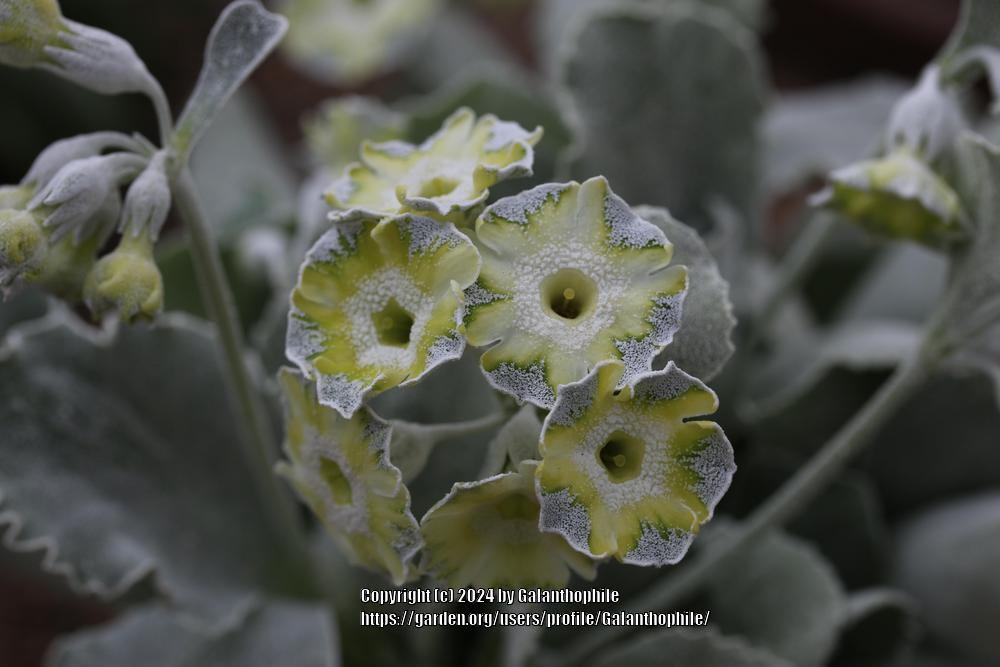 Photo of the bloom of Primrose (Primula auricula 'Helen Ruane') posted ...