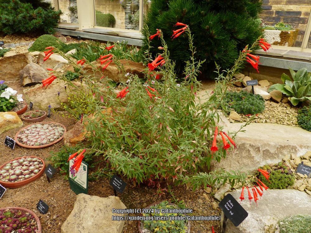 Photo of the entire plant of California Fuchsia (Epilobium canum subsp ...
