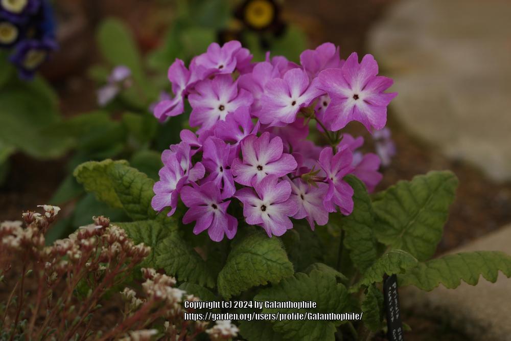 Photo of the bloom of Primrose (Primula sieboldii 'Geisha Girl') posted ...
