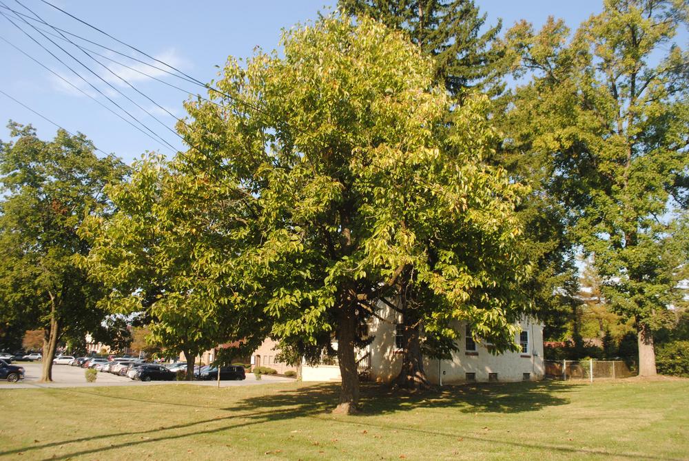 Photo of the entire plant of Cucumber Tree (Magnolia acuminata) posted ...