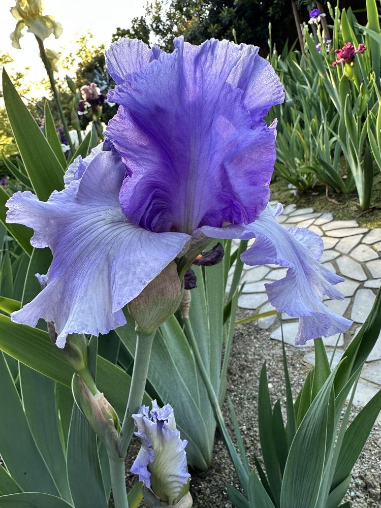 Photo of the bloom of Tall Bearded Iris (Iris 'Pretty Morning') posted ...