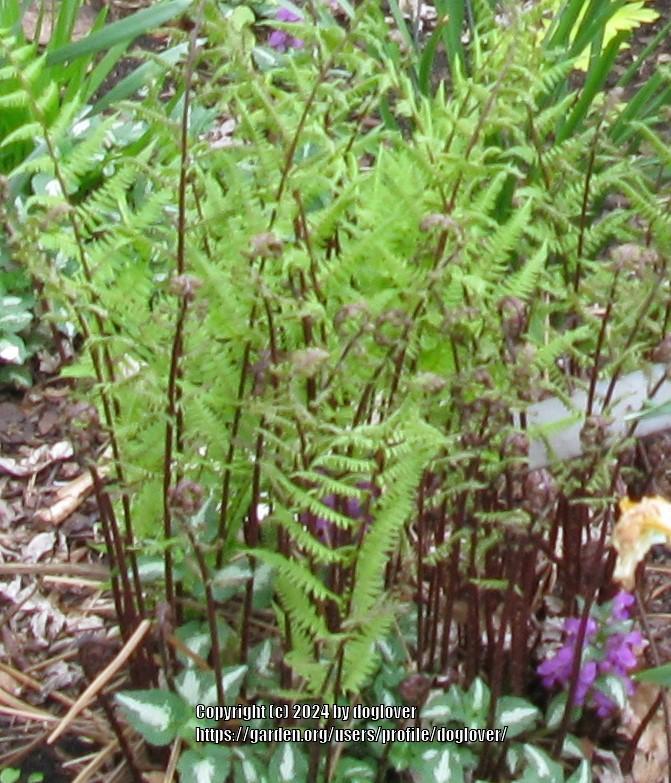 Photo of the stem, scape, stalk or bark of Red Lady Fern (Athyrium ...