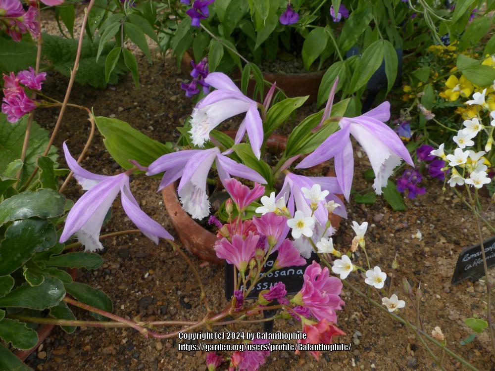 Photo of the bloom of Indian Crocus (Pleione formosana 'Rossini ...