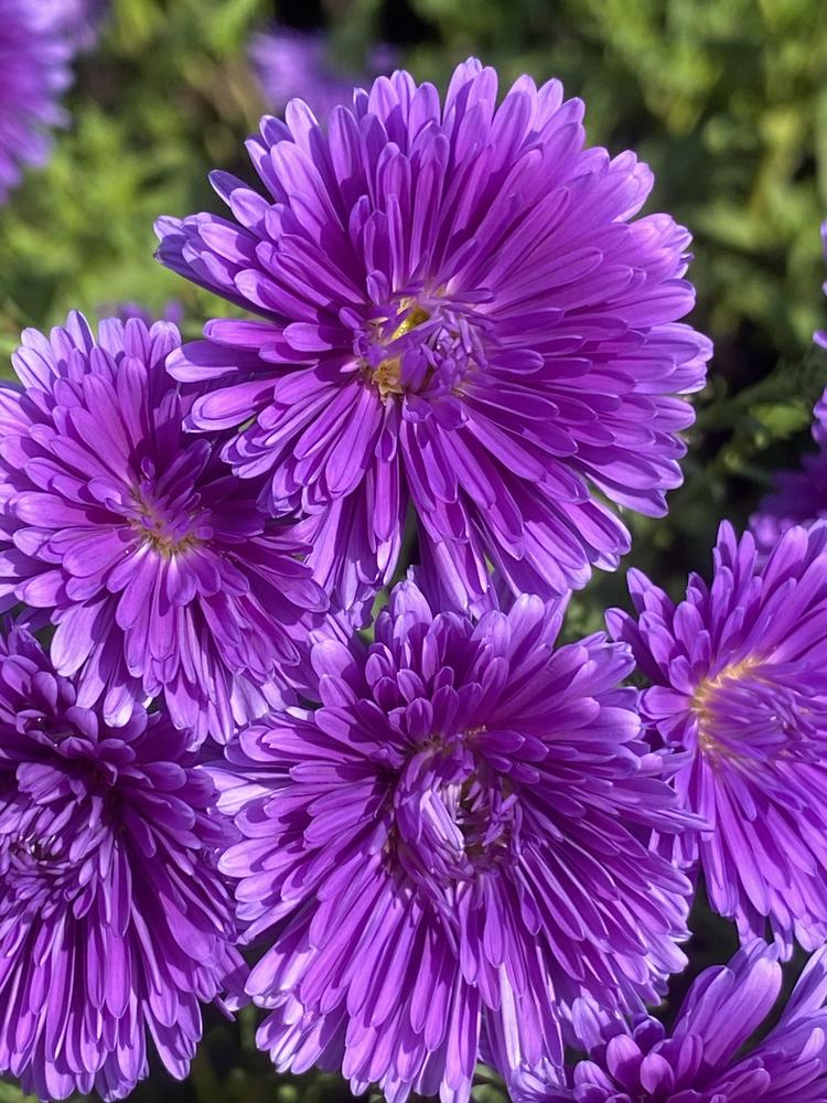 Photo of the bloom of Italian Aster (Aster amellus) posted by SL ...