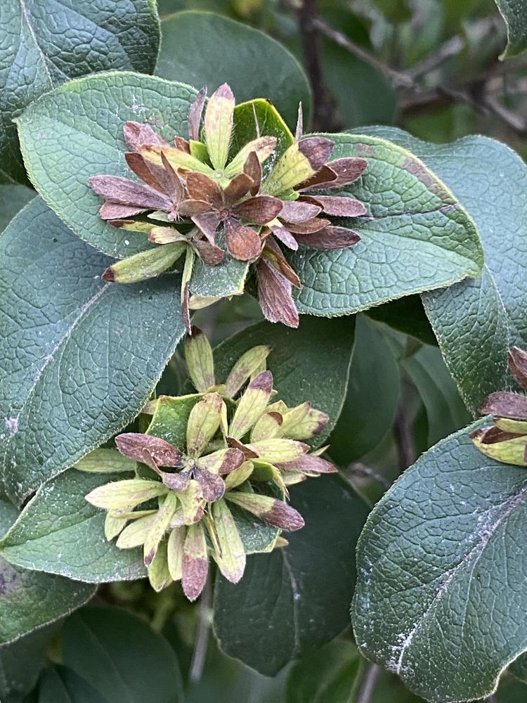 Photo of the seed pods or heads of Fragrant Abelia (Zabelia tyaihyoni ...