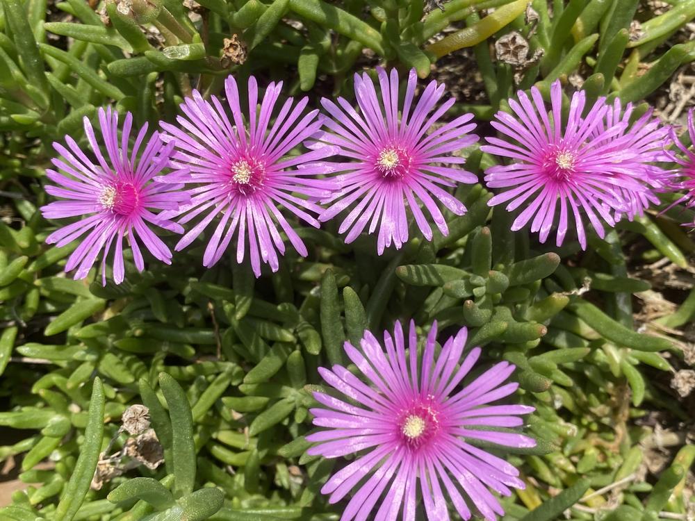 Photo of the bloom of Trailing Ice Plant (Lampranthus spectabilis ...