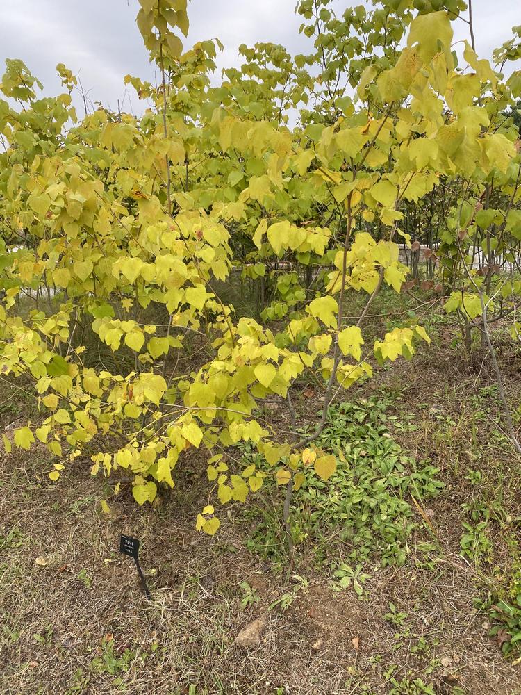 Photo of the fall color of Japanese Spicebush (Lindera obtusiloba ...