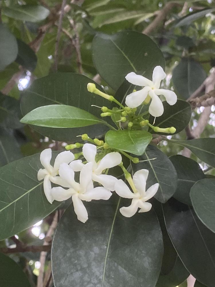 Photo of the bloom of Banana Bush (Tabernaemontana pandacaqui) posted ...