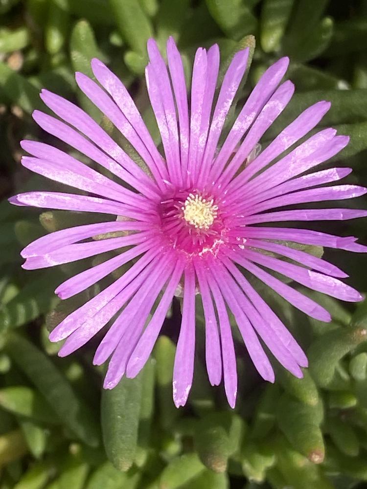 Photo of the bloom of Trailing Ice Plant (Lampranthus spectabilis ...
