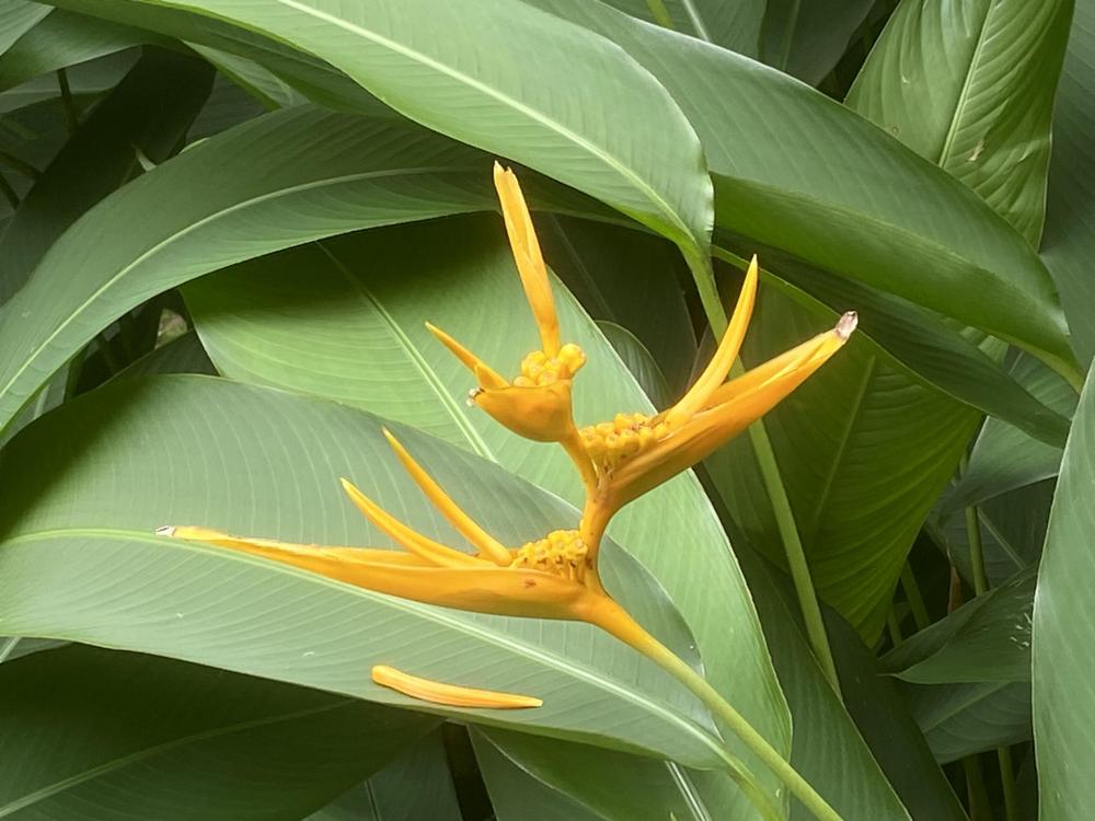 Photo of the bloom of Parrot's Beak (Heliconia psittacorum 'Golden ...