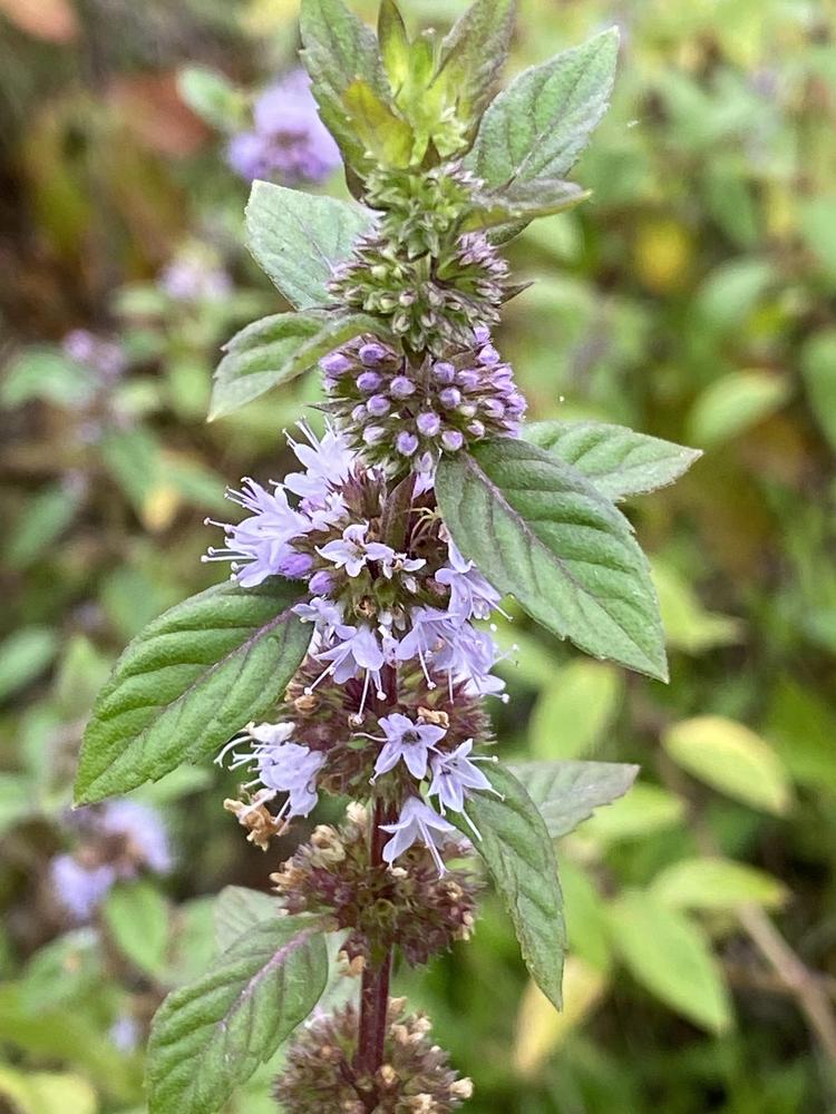 Photo of the bloom of Common Bluebeard (Caryopteris incana var. incana ...
