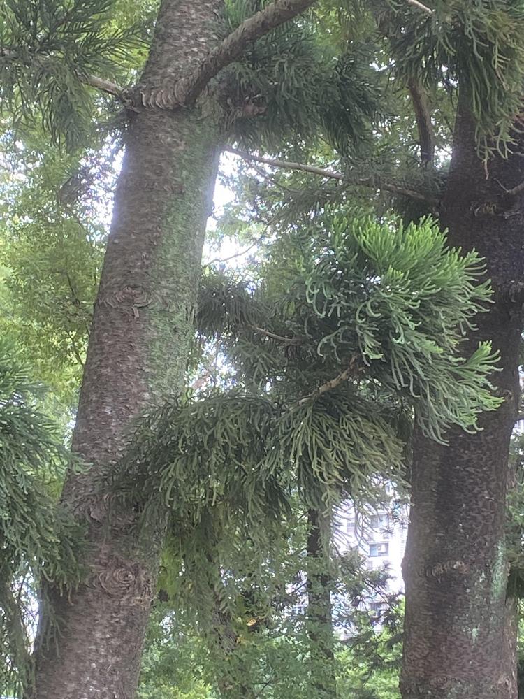 Photo of the leaves of Hoop Pine (Araucaria cunninghamii) posted by SL ...