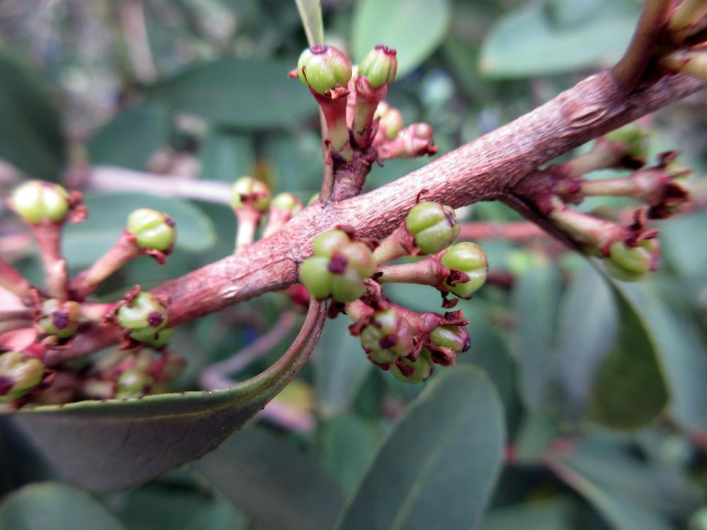 Photo of the fruit of Ilex delavayi posted by Silversurfer - Garden.org