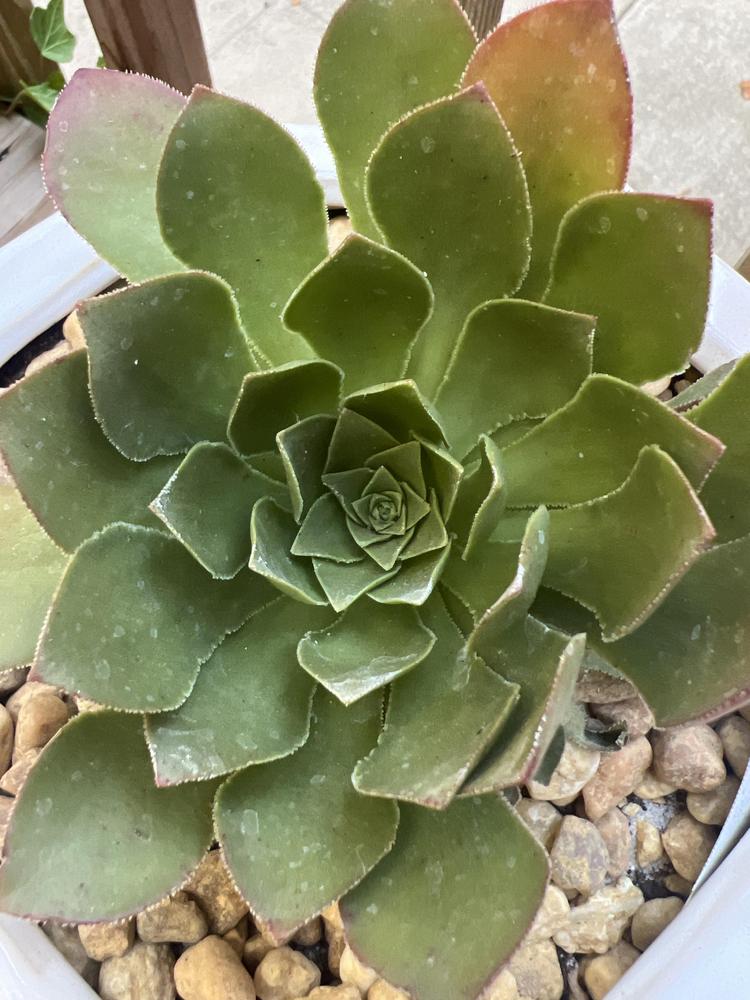 Semponium (XSemponium 'Diamond') - Garden.org