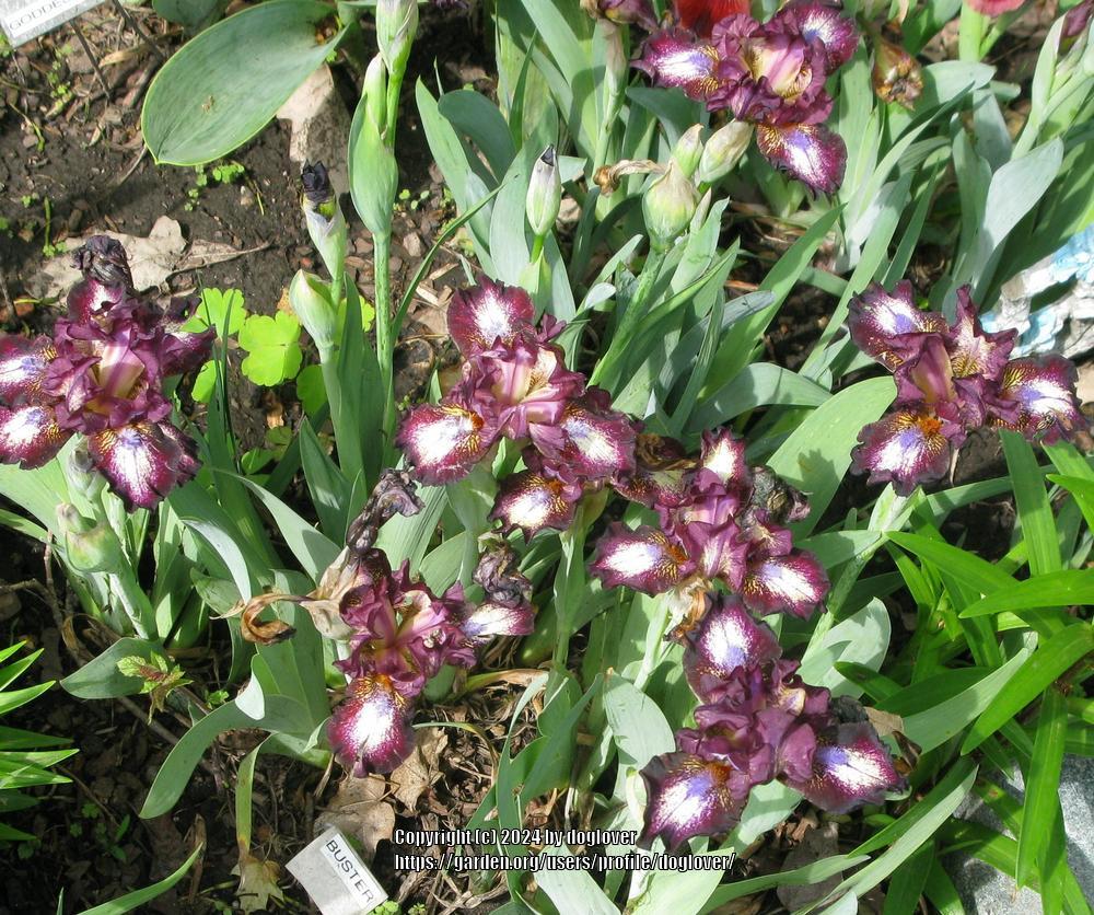 Photo of the bloom of Standard Dwarf Bearded Iris (Iris 'Buster') posted by doglover - Garden.org