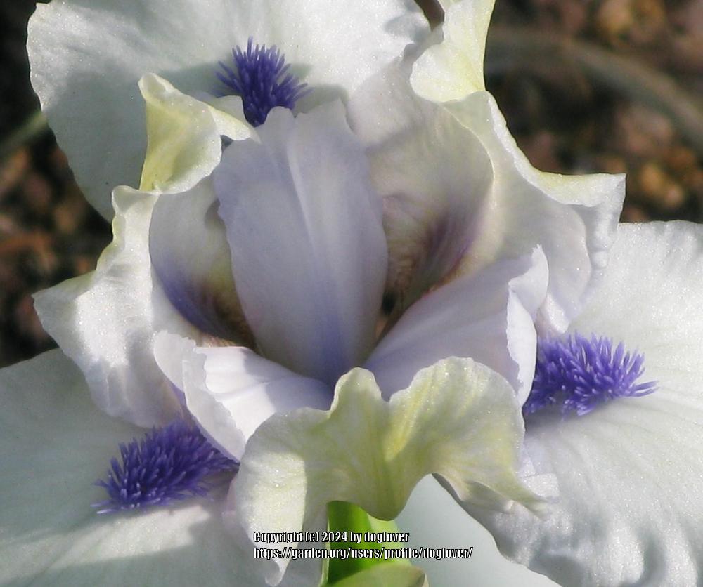 Photo of the closeup of buds, sepals and receptacles of Standard Dwarf ...